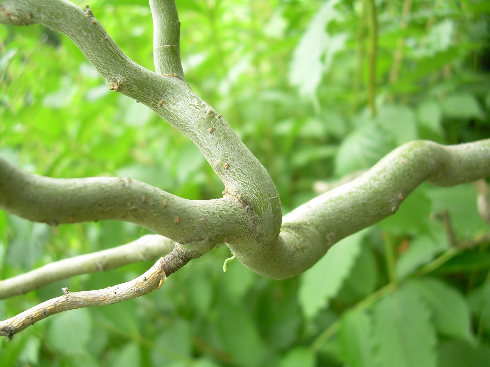 Visual Idioms: As the twig is bent, so is the tree inclined