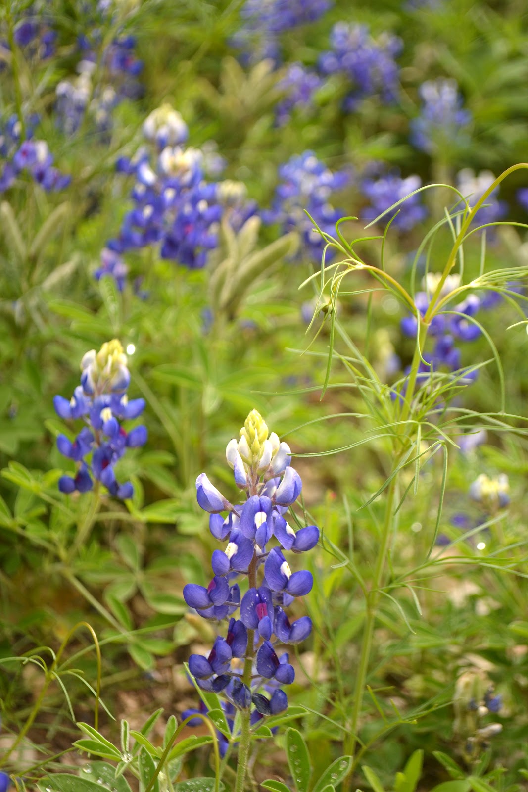 Jumps for Joy: Texas Bluebonnets