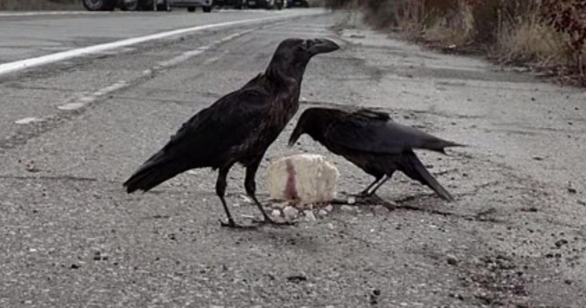 John Kenneth Muir's Reflections on Cult Movies and Classic TV: The Cult ...