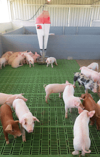 piggery business - philippin news collections