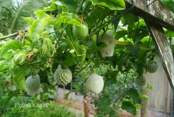 CARA PERBANYAKAN TANAMAN MARKISA | Tips Petani