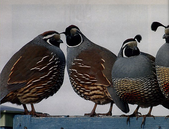 chippep: BEAUTIFUL, UNUSUAL BIRDS