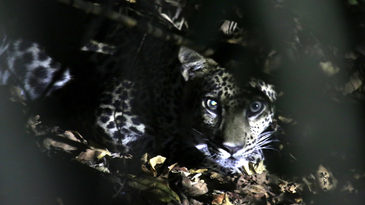Infounik dan Menarik: MACAN TUTUL TERTANGKAP KAMERA JEBAK DI TN.BALURAN