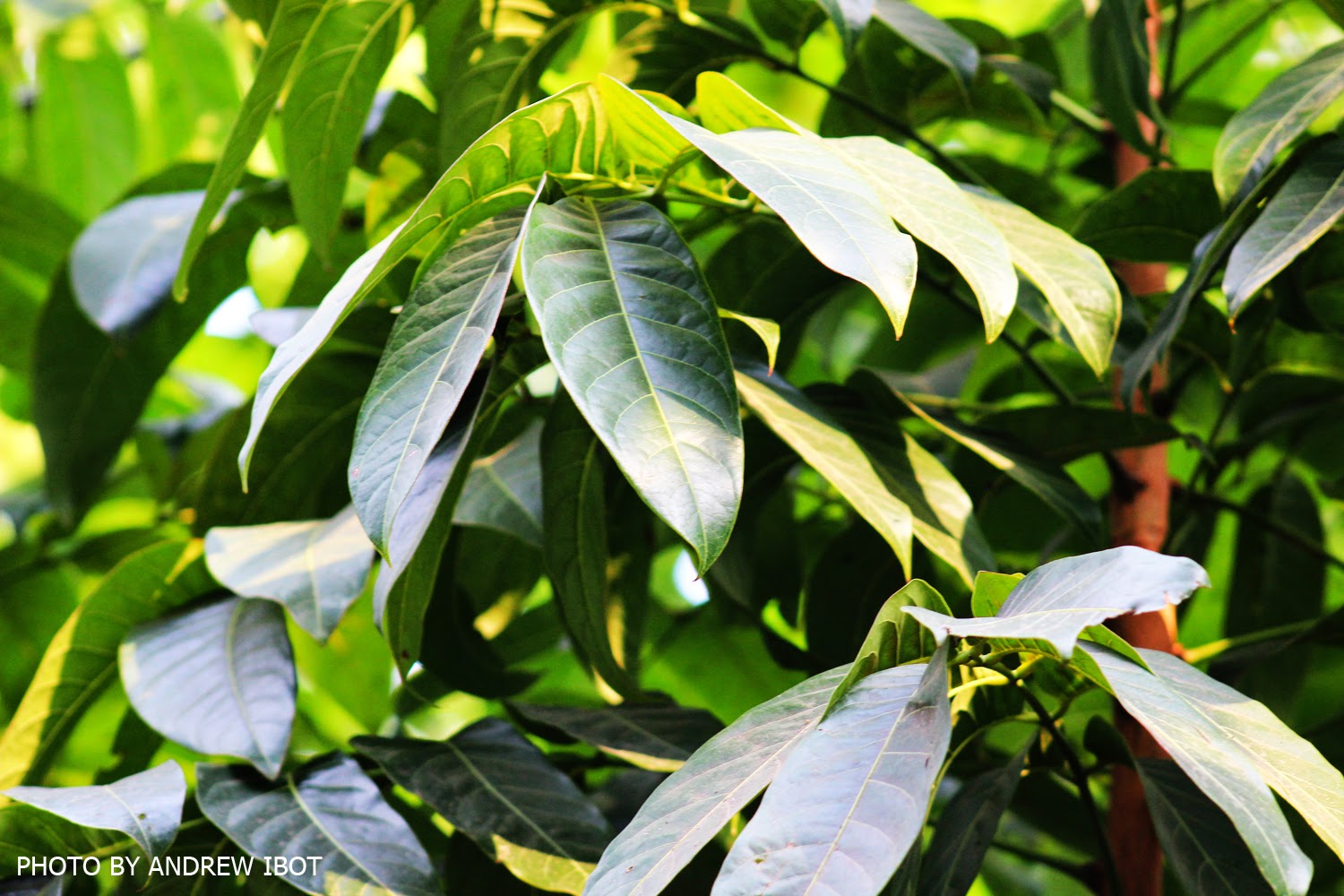 Ako si ANDREW IBOT!: Niyog-Niyogan