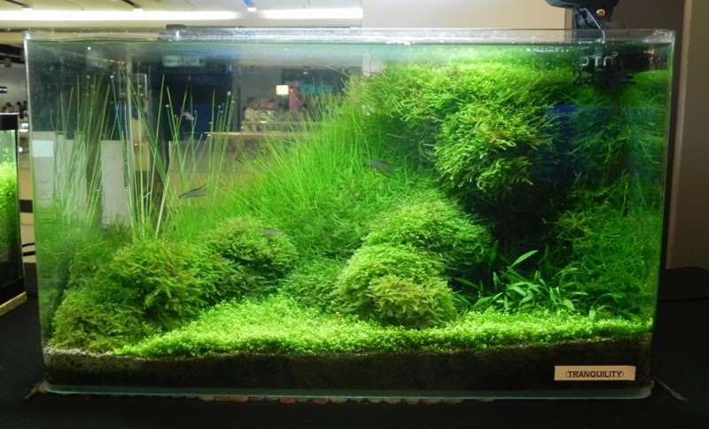 OUR PHILIPPINE TREES: Pinoy Aquatics!