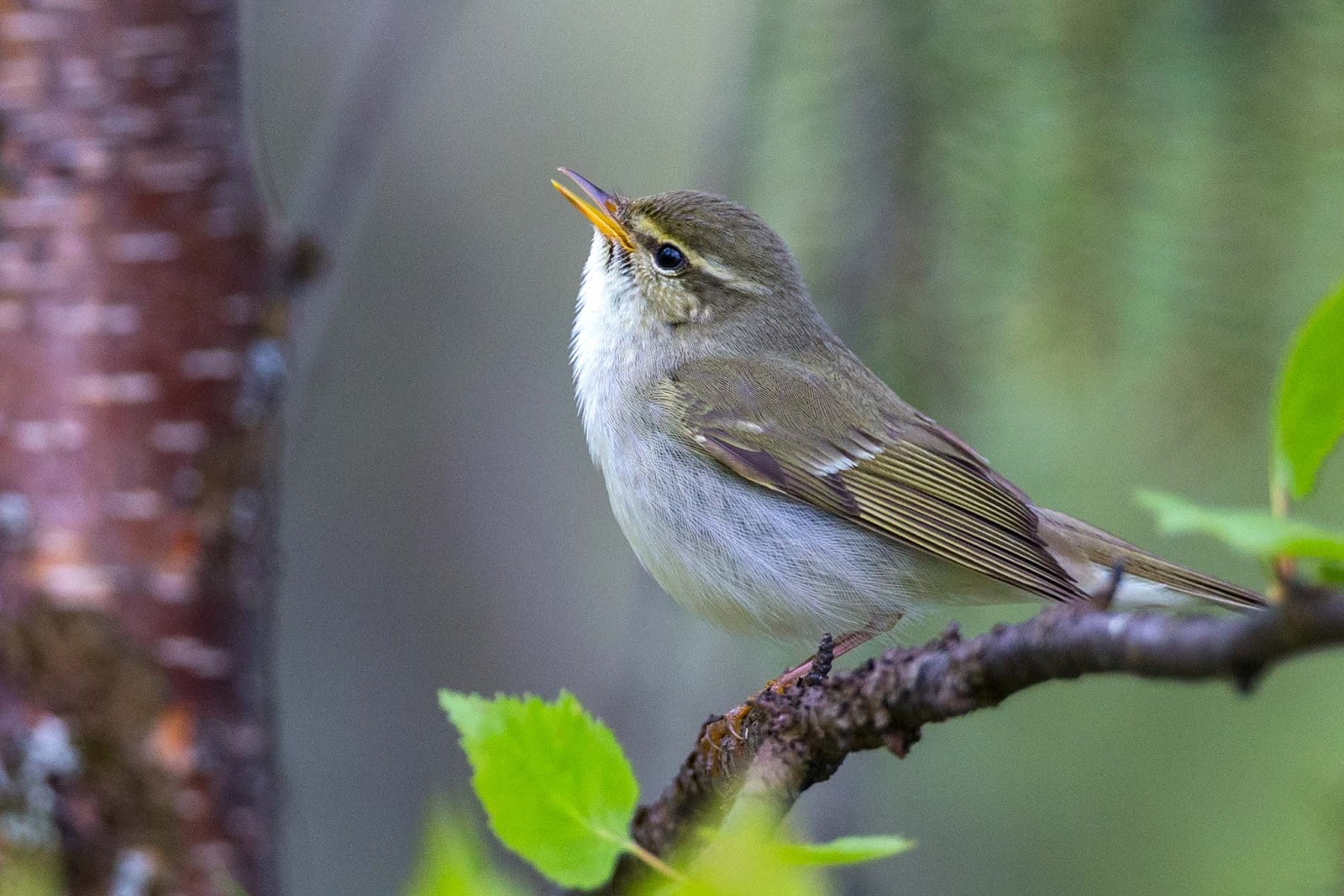Arctic Warbler