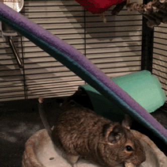 Degu-upoznajmo druželjubivu, dobroćudnu i veoma inteligentnu životinjicu.