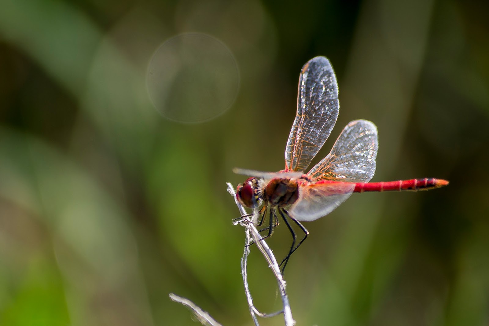 CREANDO ENFOQUES: LIBÉLULAS: COLOR EN LA NATURALEZA