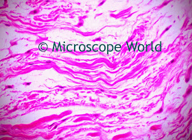 Microscope World Blog: Tendons under Microscope
