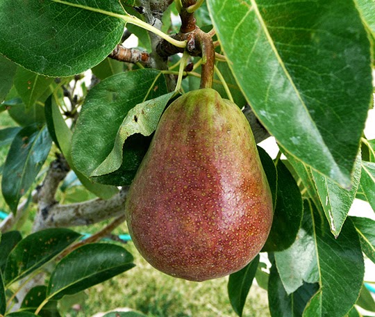 High Altitude Gardening: Autumn Blaze