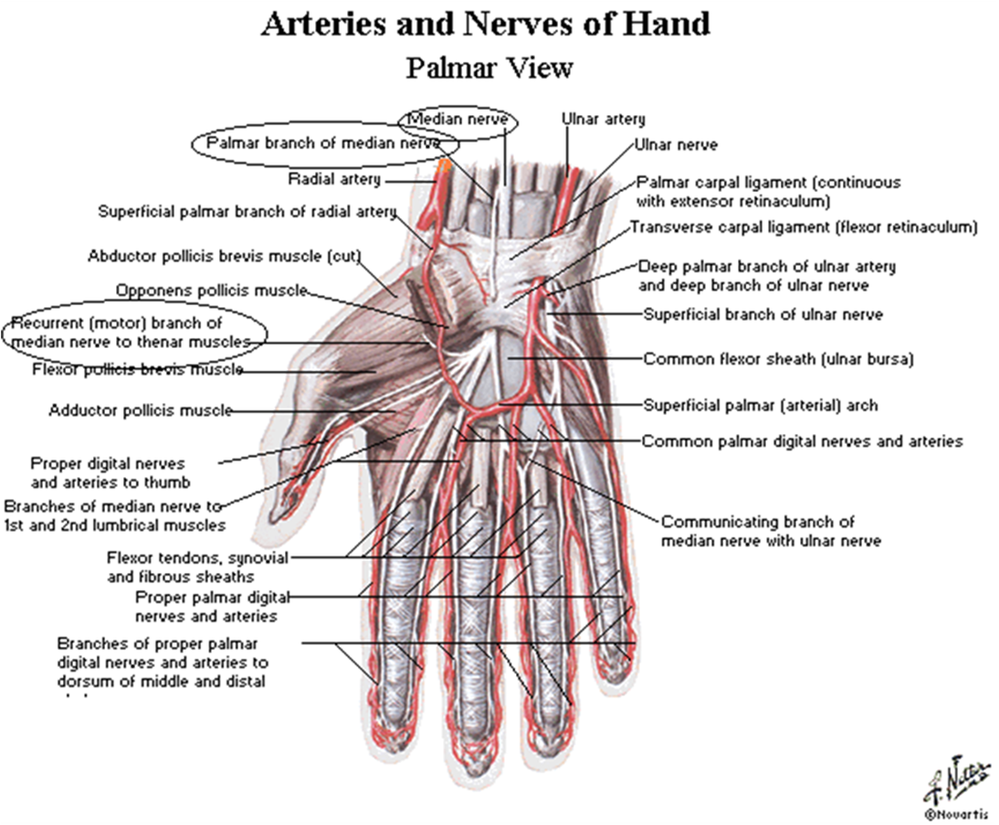 Blood Supply, Venous drainage, surface anatomy and Nerve supply to ...