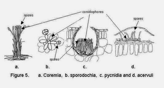 REPRODUCTION PROCESS OF FUNGUS