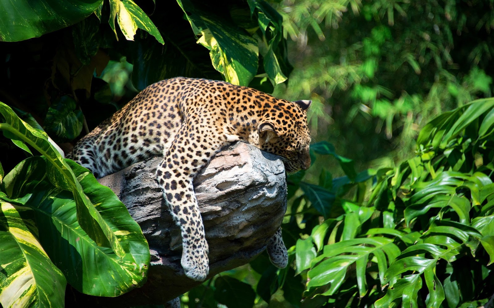 Fondo de Pantalla Animales Leopardo descansando