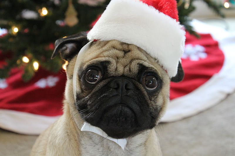 Table-Foods: The JOY of Mockingbird cake