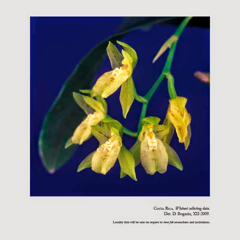 Asociación Jalisciense de Orquideología: Descripciones de Plantas (J-L)