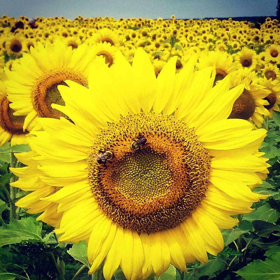 Vintage Sunflower Field Photography