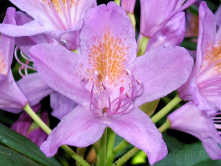 Flowers: Syringa (Lilac )
