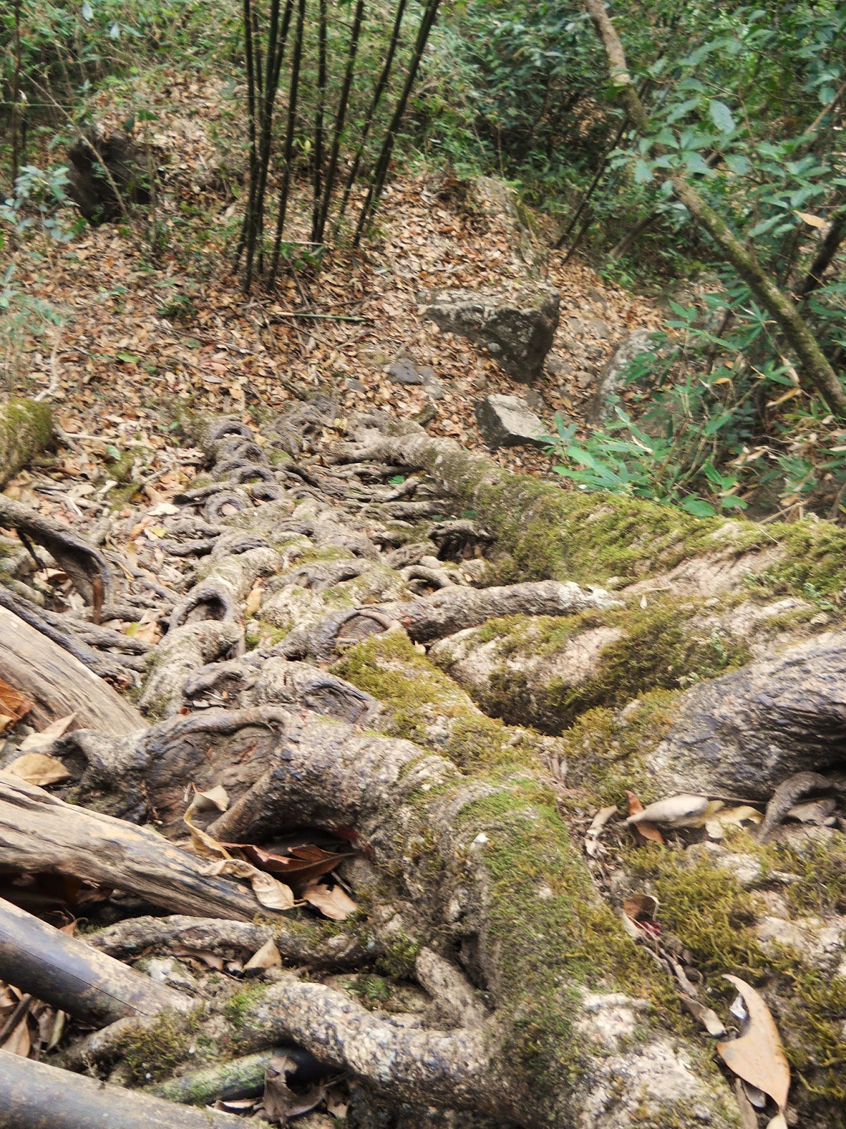 evenfewergoats: The Undiscovered Living Root Bridges of Meghalaya Part ...