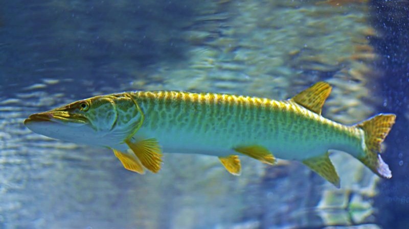 La Pesca del Musky Gigante "La Bestia"