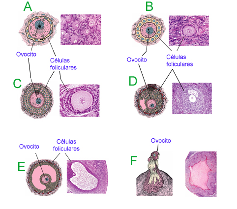 Embriología: Primera semana del desarrollo