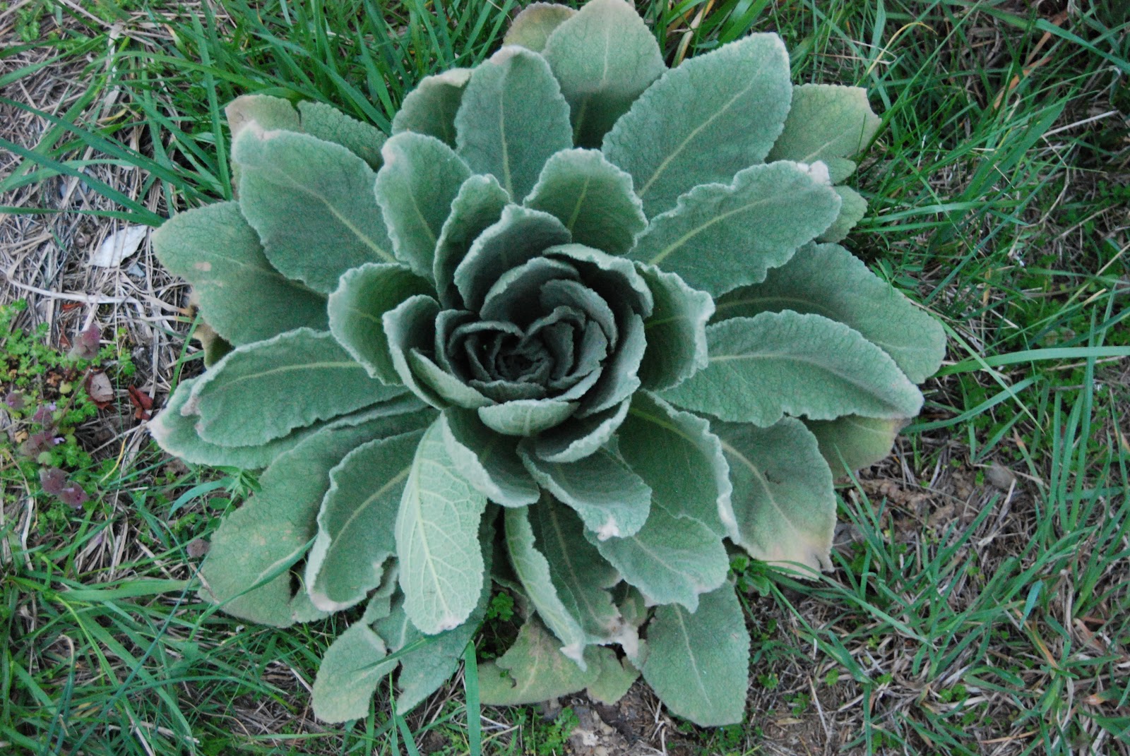 Herbal Remedies at Home: HARVESTING BIENNIAL ROOTS