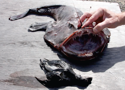 Virginia Tech Ichthyology Class : Goosefish, the Best Animate Fish Trap ...