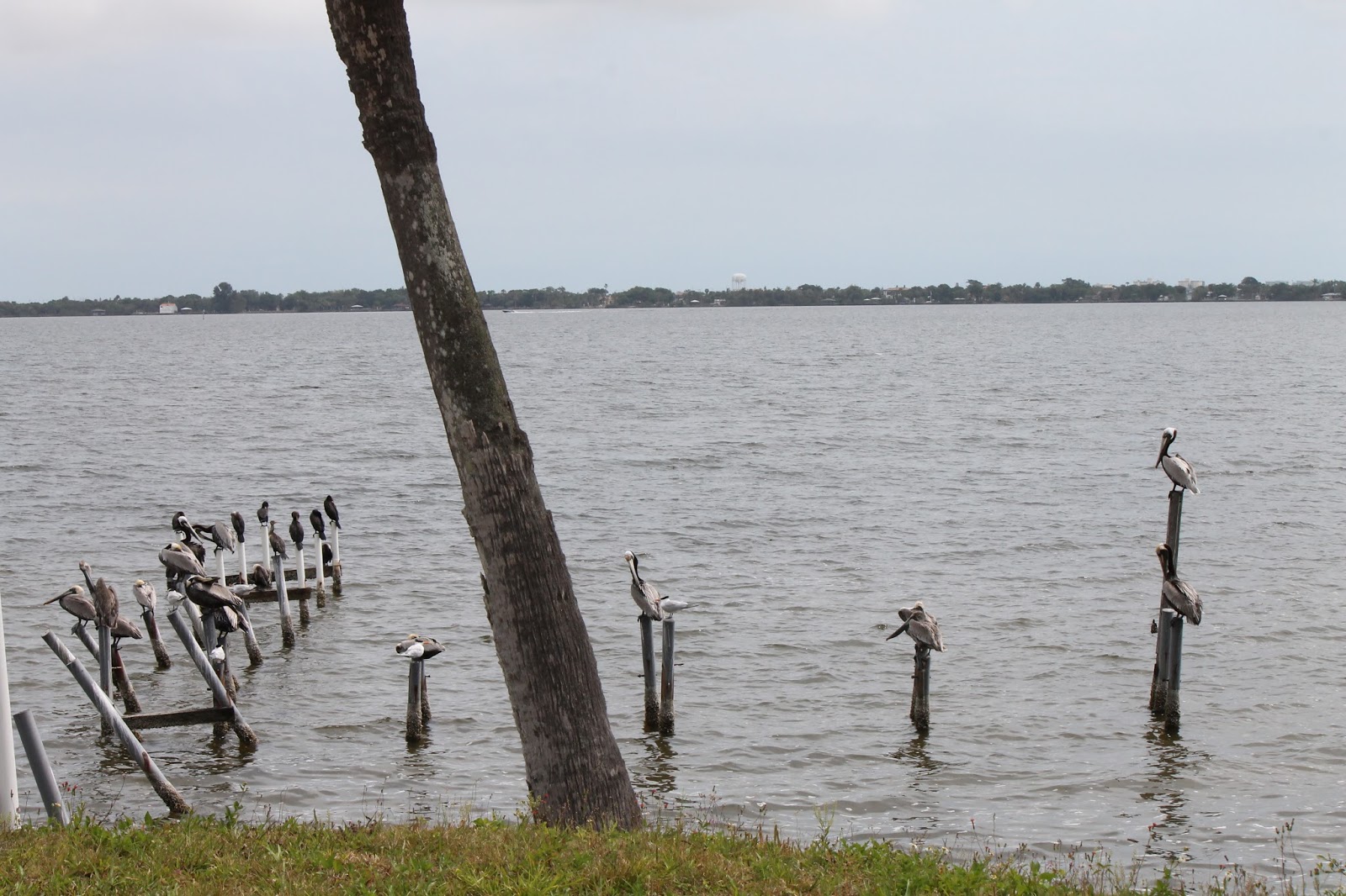 ```Di's Workshop!!!: POLE SITTING