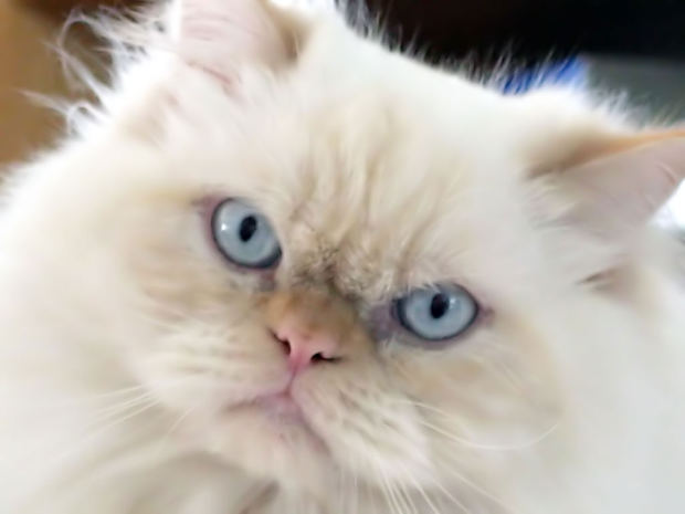 Gato Persa Color Crema | Fotos De Todo Tipo De Animales