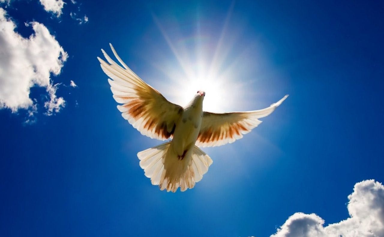 POEMAS PARA LA MUJER: Día Mundial de la Paz