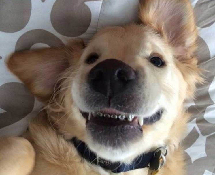 VIDEO: El adorable perro que usa brackets ~ Info Primicias