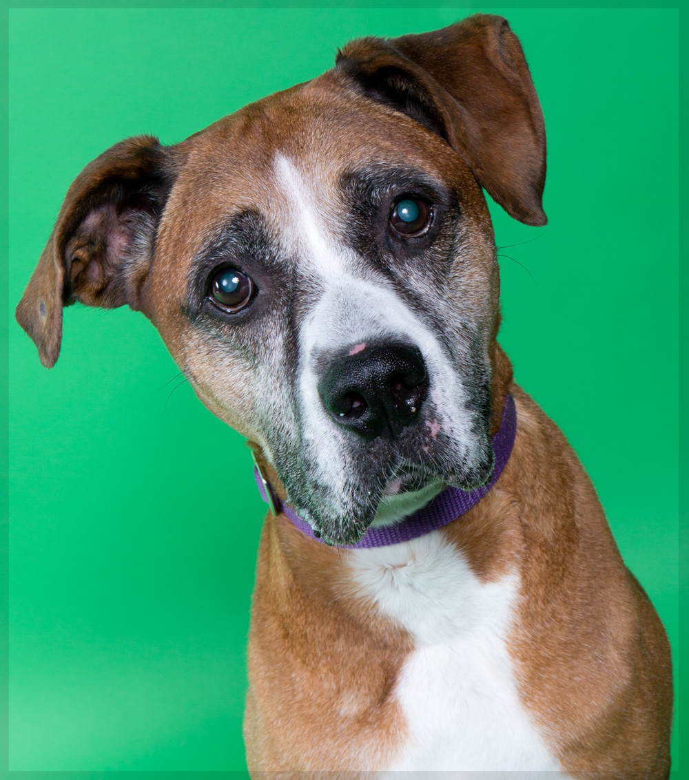 Shelter Dogs of Portland: "SUZIE" calm mature peppy Boxer mix