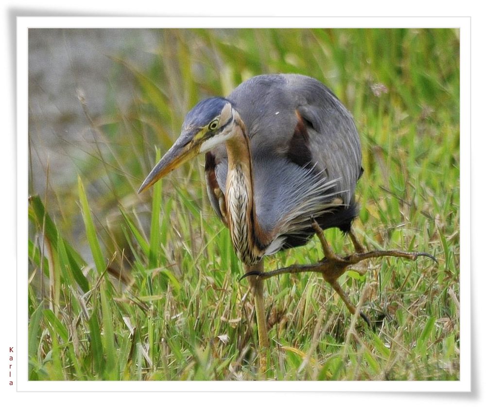 NATUURLIJK NEDERLAND: PURPER REIGER, POLDERS NEXT TOPMODEL