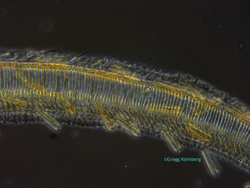 Microscope World Blog: 2016