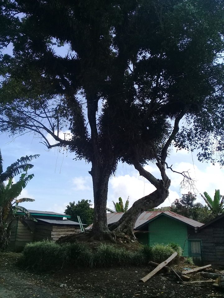 TAROMBO SIBURIAN RUNGGU SABUNGAN, "SIMATUPANG"