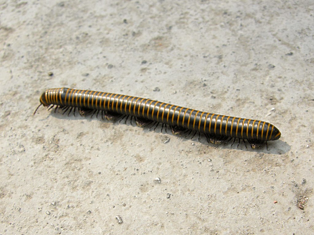 Todo sobre los ciempiés y los milpiés - Toda la data | INFOANIMAL