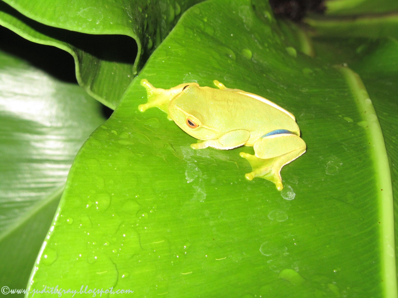 Dainty Green Tree Frog @ 13/06/11