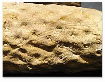 aulabiogeotoni: 1º BACHILLERATO. GALERÍA DE FÓSILES