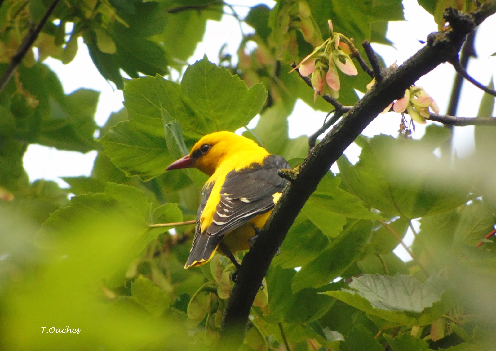PASARI DIN ROMANIA: GRANGUR, Oriolus oriolus