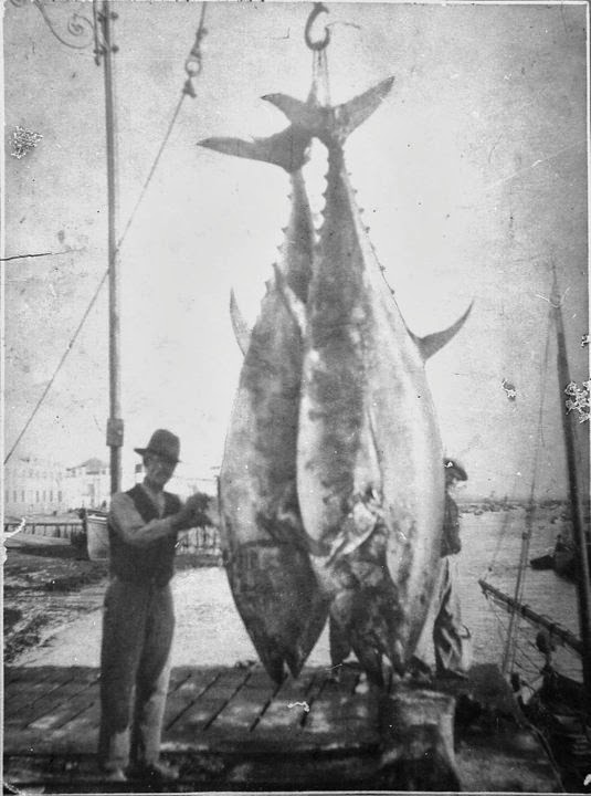 Café com Foto: A pesca do Atum e Indústrias Conserveiras de Vila Real ...