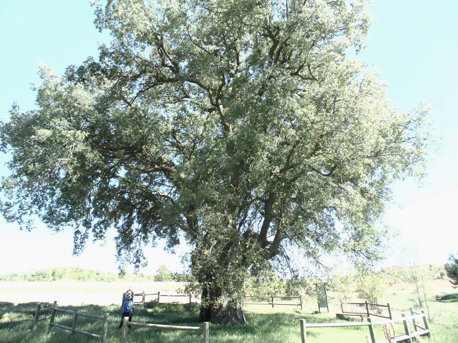 NUESTRO ROBLE, EL QUEJIGO (QUERCUS FAGINEA)