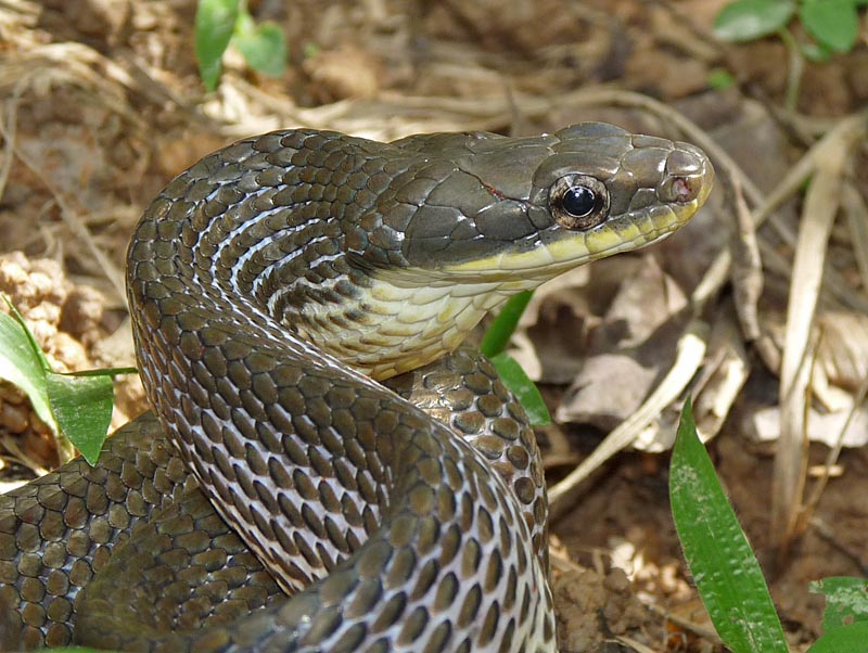 Ofidico: Pseustes Poecilonotus