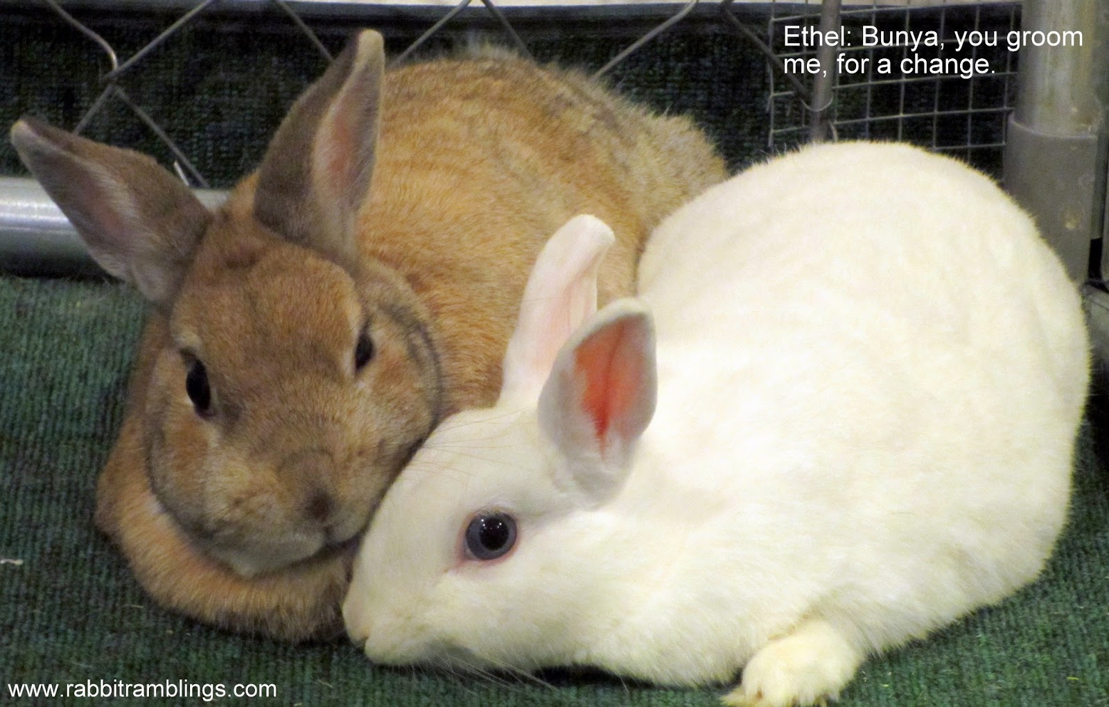 Rabbit Ramblings: RR Funny Bunny Memes