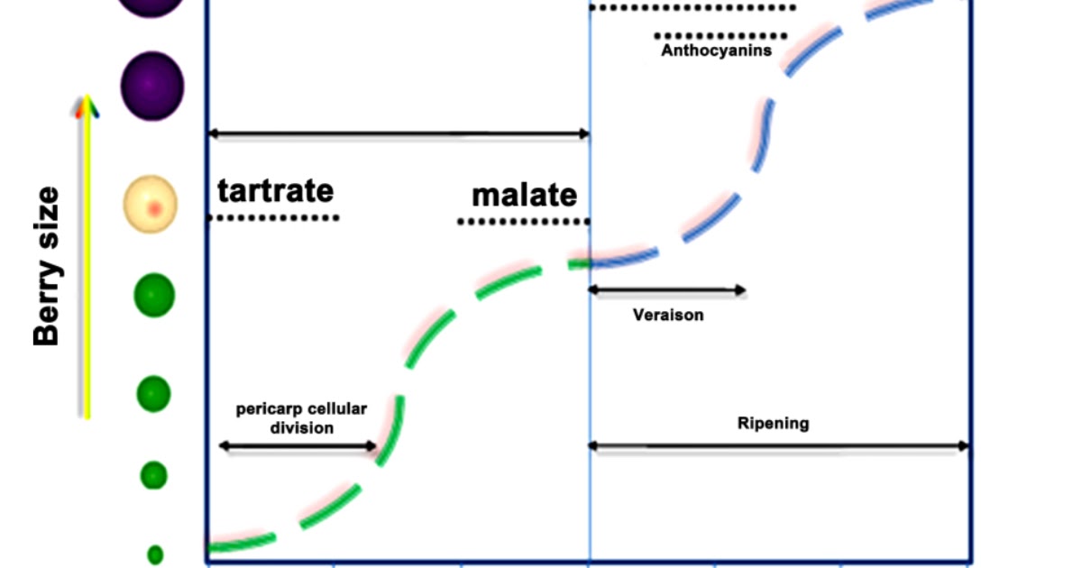 EnoViti: Malic Acid in Grapes: Part 1 Our Titratable Acid Conundrum