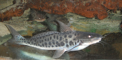 Necrocanis' Fish Keeping Journey!!: Vulture/Machete Catfish (Calophysus ...