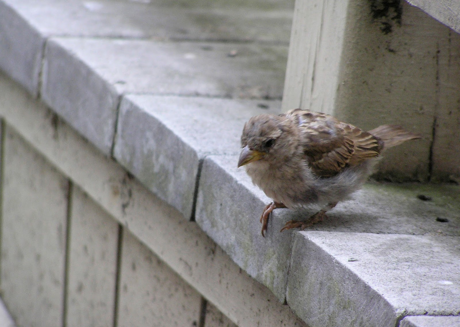 P22:6 Productions: To Tweet or Not To Tweet By Michelle Rocker