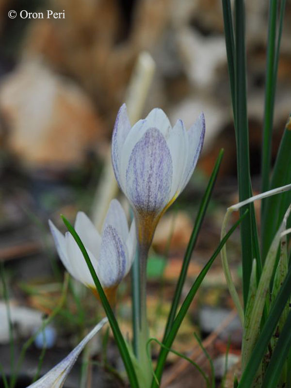 The Country Of Crocuses: Crocus hyemalis