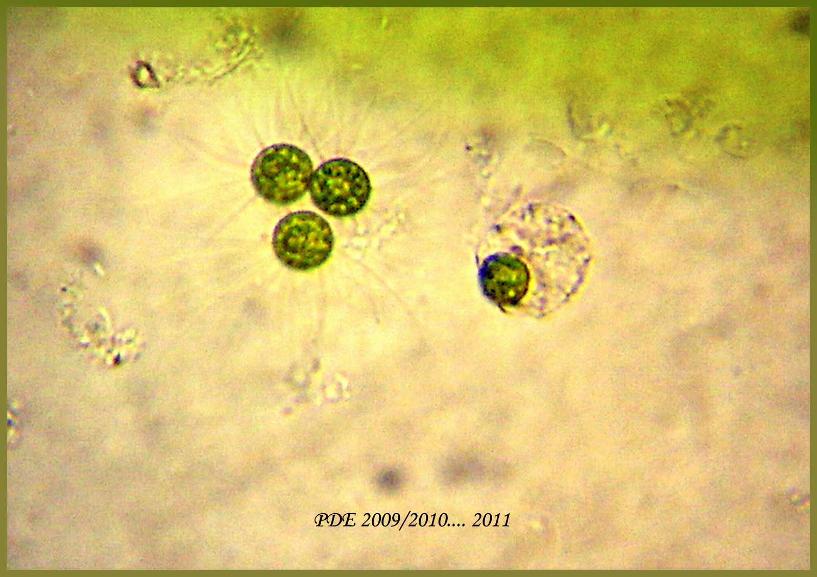 Cultivo de Microalgas em Fotobiorreatores: Gênero Asterococcus ...