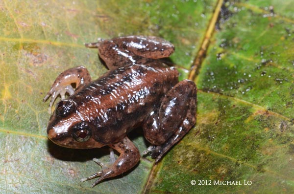 The rainforests of Borneo & Southeast Asia: Reptiles & amphibians from ...