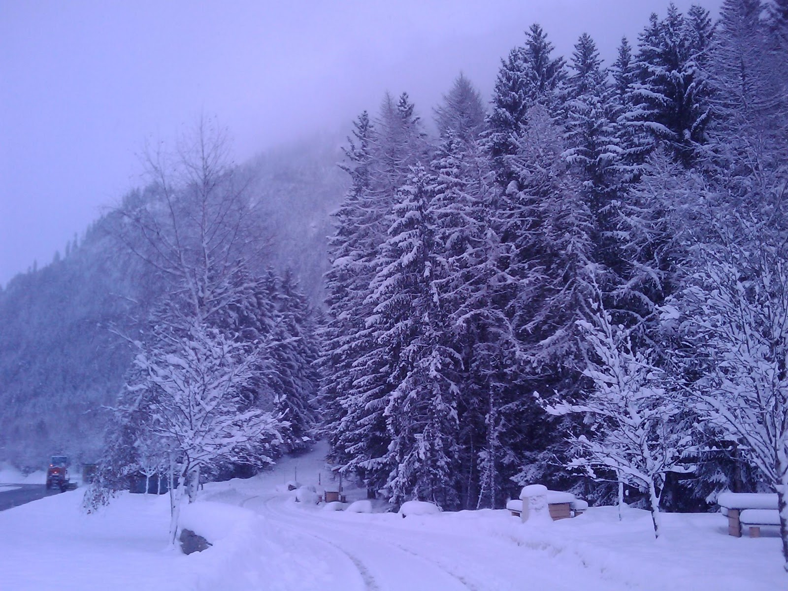 Taiga - Floresta de Coníferas: Caracterização da Flora