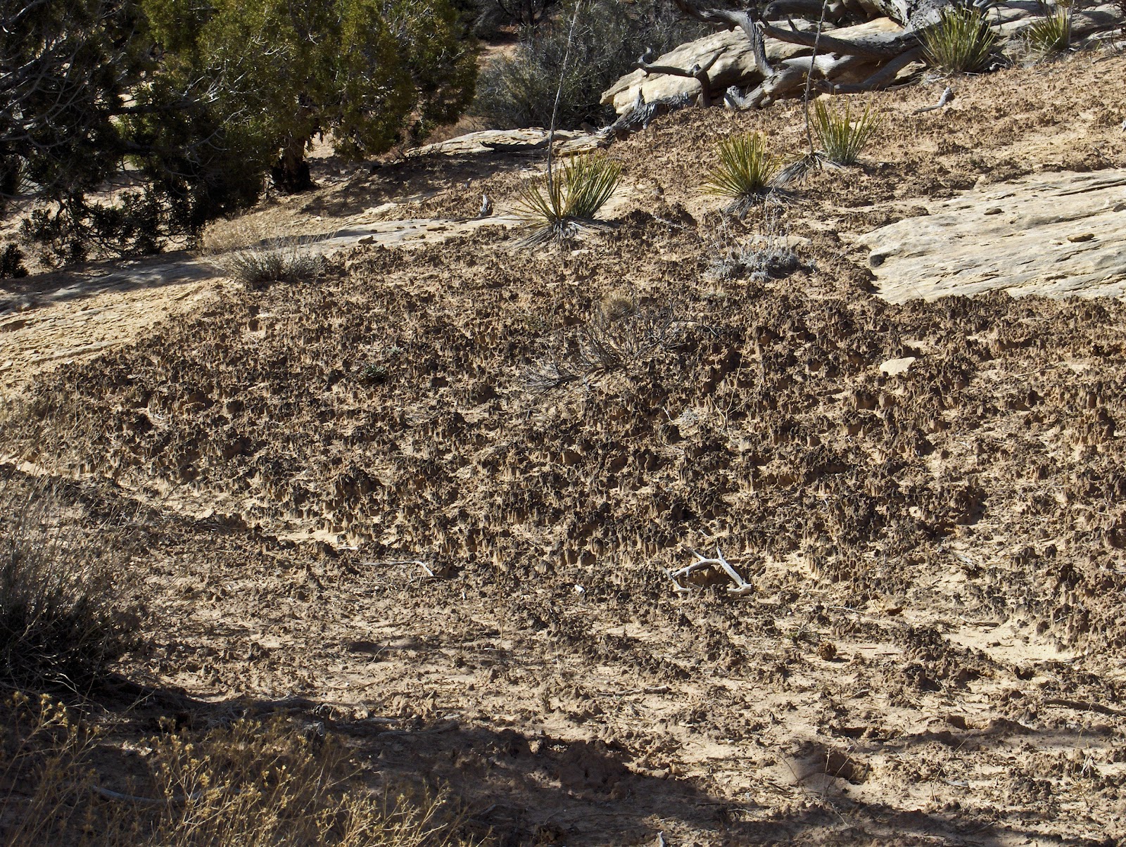 Walking Arizona: Cryptogammic Soil Crust